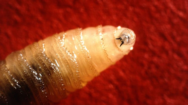Belize increases surveillance as new world screwworm threat looms