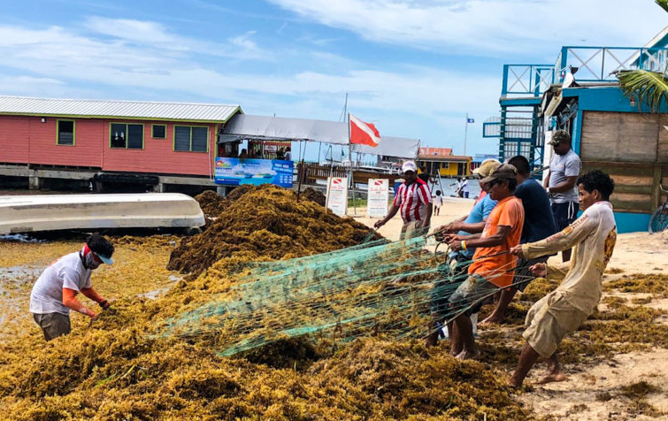 Belize joins regional push to innovate sargassum management